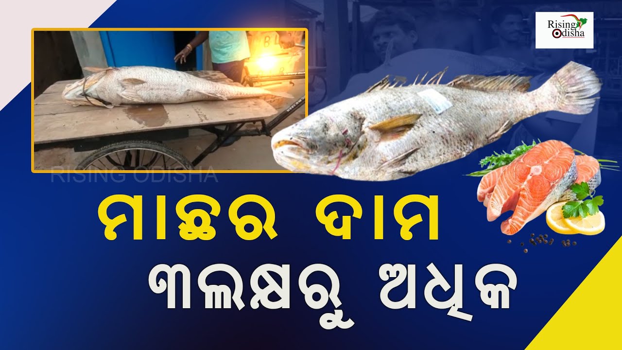 Big Catch! Bhadrak Fisherman Hooks 32 kg Giant Telia Fish in Dhamra ...