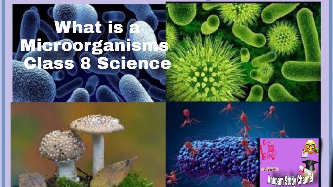 What is a Microorganisms? | Microorganisms- Class 8 Science.. - YouTube