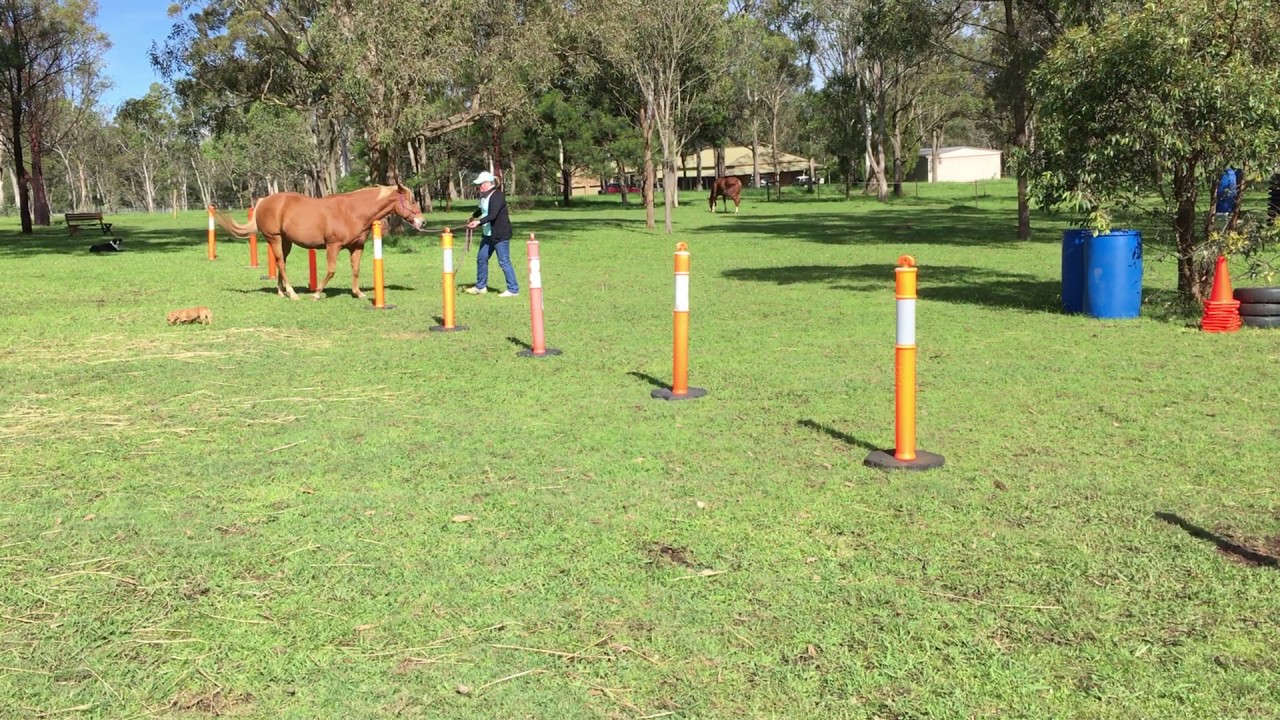 Equine Therapy Game 2 Self Mastery - YouTube