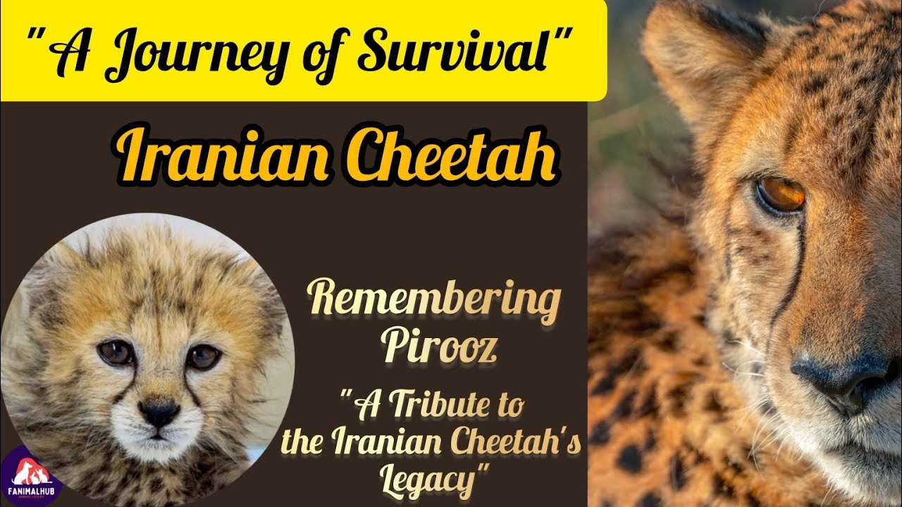 A Journey of Survival "Iranian Cheetah" Remembering Pirooz A Tribute to ...