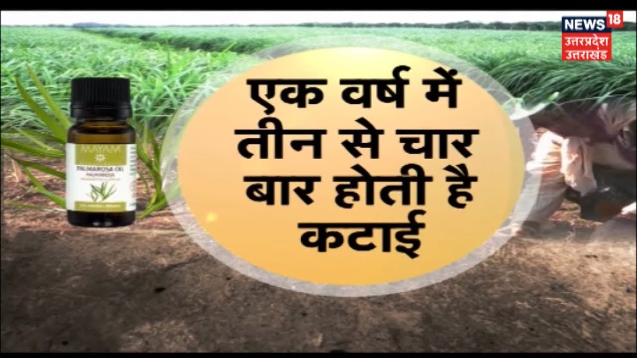 Annadata में आज: पामारोजा की खेती पर जानकारी | June 30, 2019 - YouTube