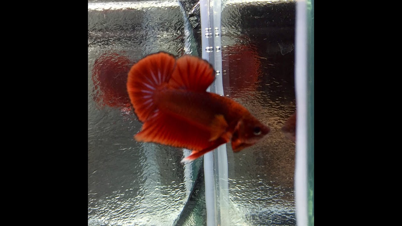 BETTA RED DEVIL - YouTube