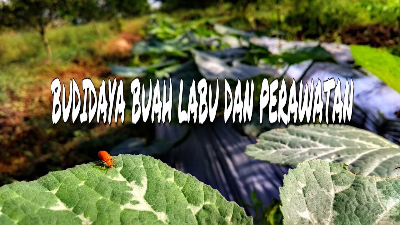 BUDIDAYA BUAH LABU DAN PERAWATAN bag. 6 - YouTube