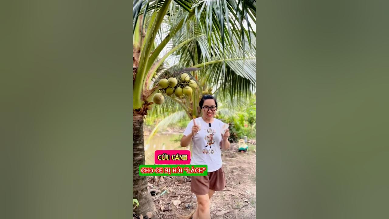 MÓN ĐỒ CỨU CÁNH CHO CE BỊ HÔI NÁCH CÙNG XỊT KHỬ MÙI API#thucopmet5 #xitkhumui #sonnach #api ...