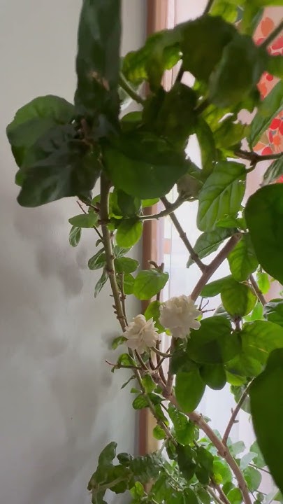 Sampaguita / Jasmin Fragrant Jasmin Flowers Spring Bloom 2023. Kampopot #jasmin - YouTube