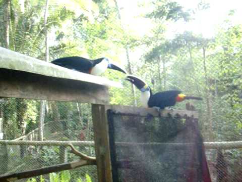 Fighting Toucans - YouTube