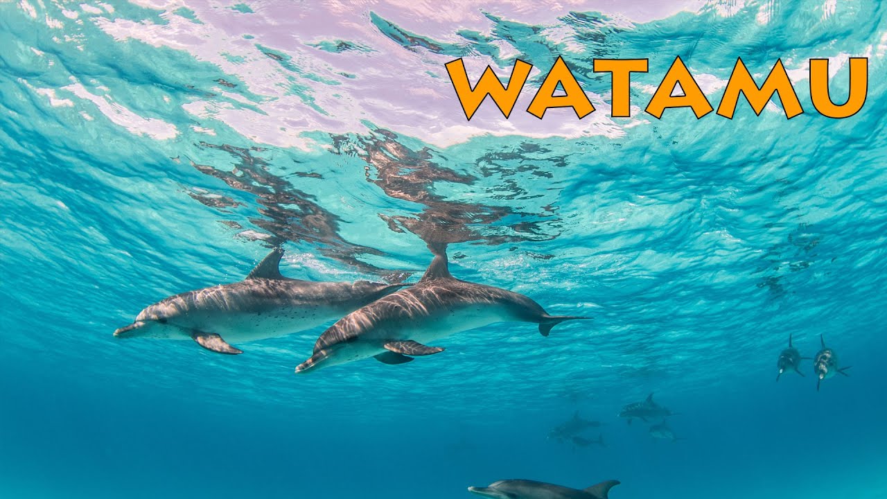 Magical Kenya - Watamu, Kenya || Seeing Dolphins For the First Time ...