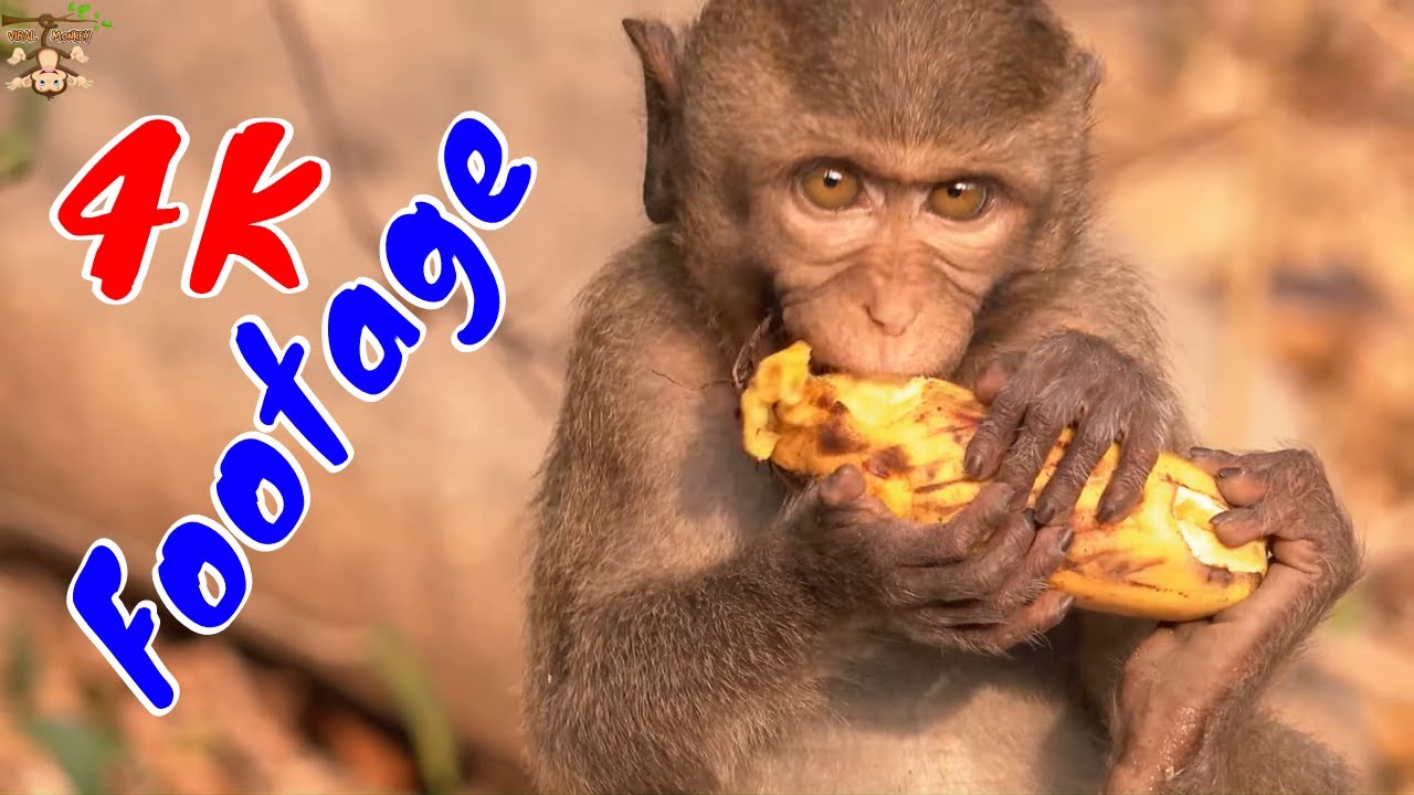 4K Quality Animal Footage - Monkeys Beautiful Scenes Episode 33 | Viral ...