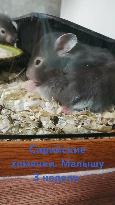 продам сирийских хомяков - YouTube