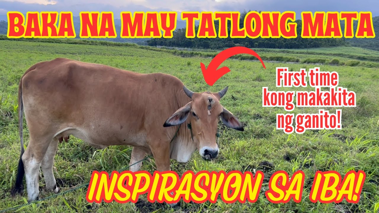 BAKA NA MAY TATLONG MATA, INSPIRASYON SA IBA! | SOLLE'S GANDANG BUHAY ...