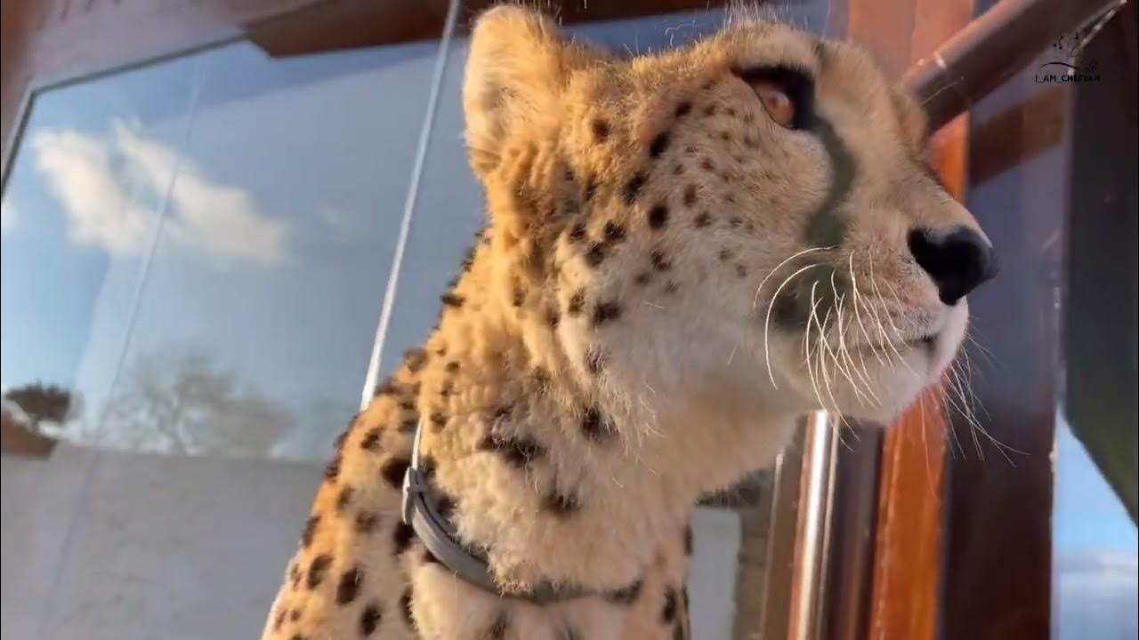 Герда не понимает что случилось. Пума Месси перестал бояться гепарда ...