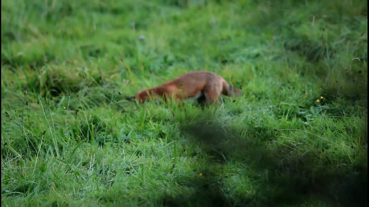 Fox jumping catching mice - YouTube