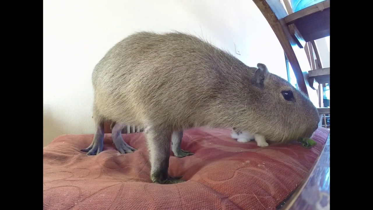 Capybara and Rabbit - YouTube