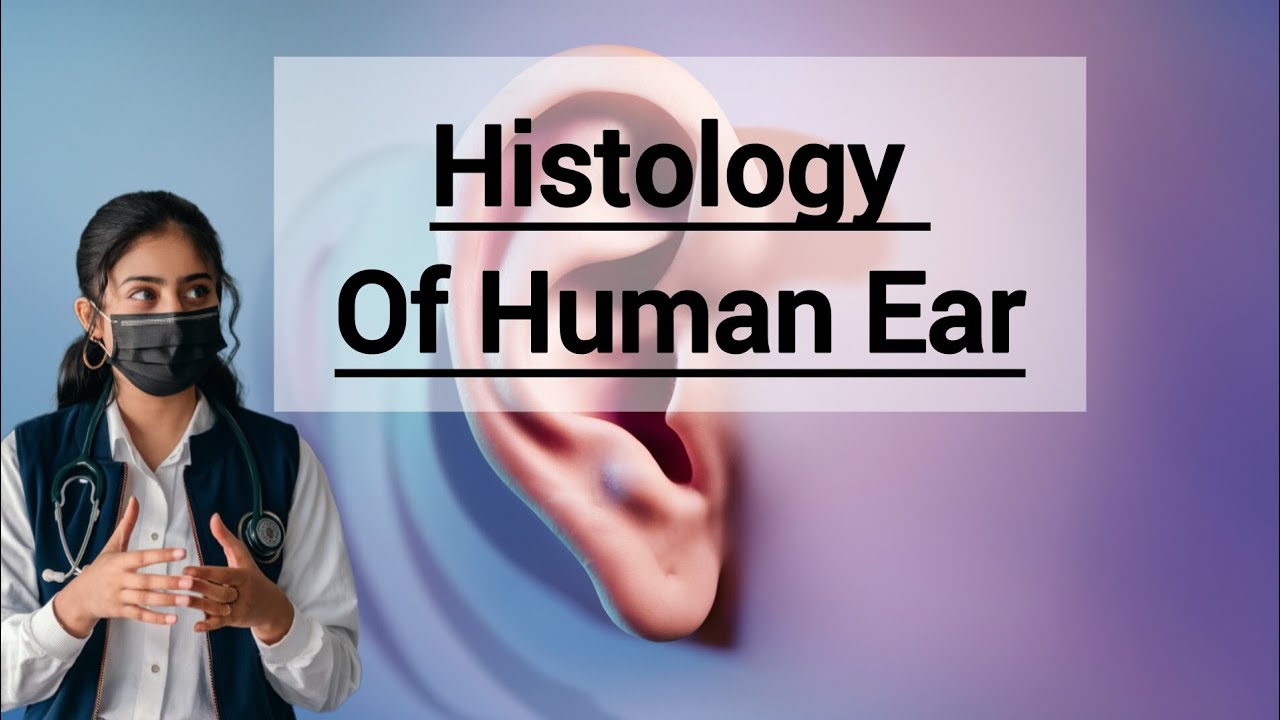 Histology Of Human Ear |Auricle| Auditory Canal| Ear drum - YouTube