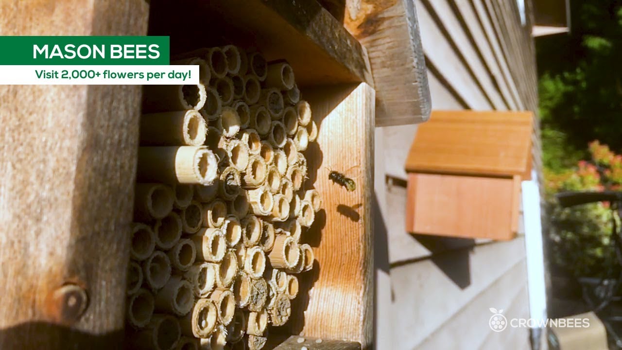 Mason Bees Pollinate More Than 2000 Flowers Each Day! - YouTube