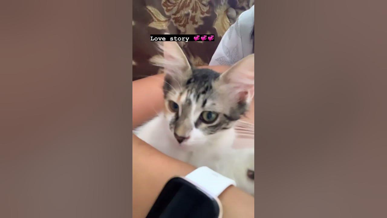 Rescue kitty #cat #rescue cut#love #viralvideo #viralshorts #reels #kitty#motivation #reel#baby ...