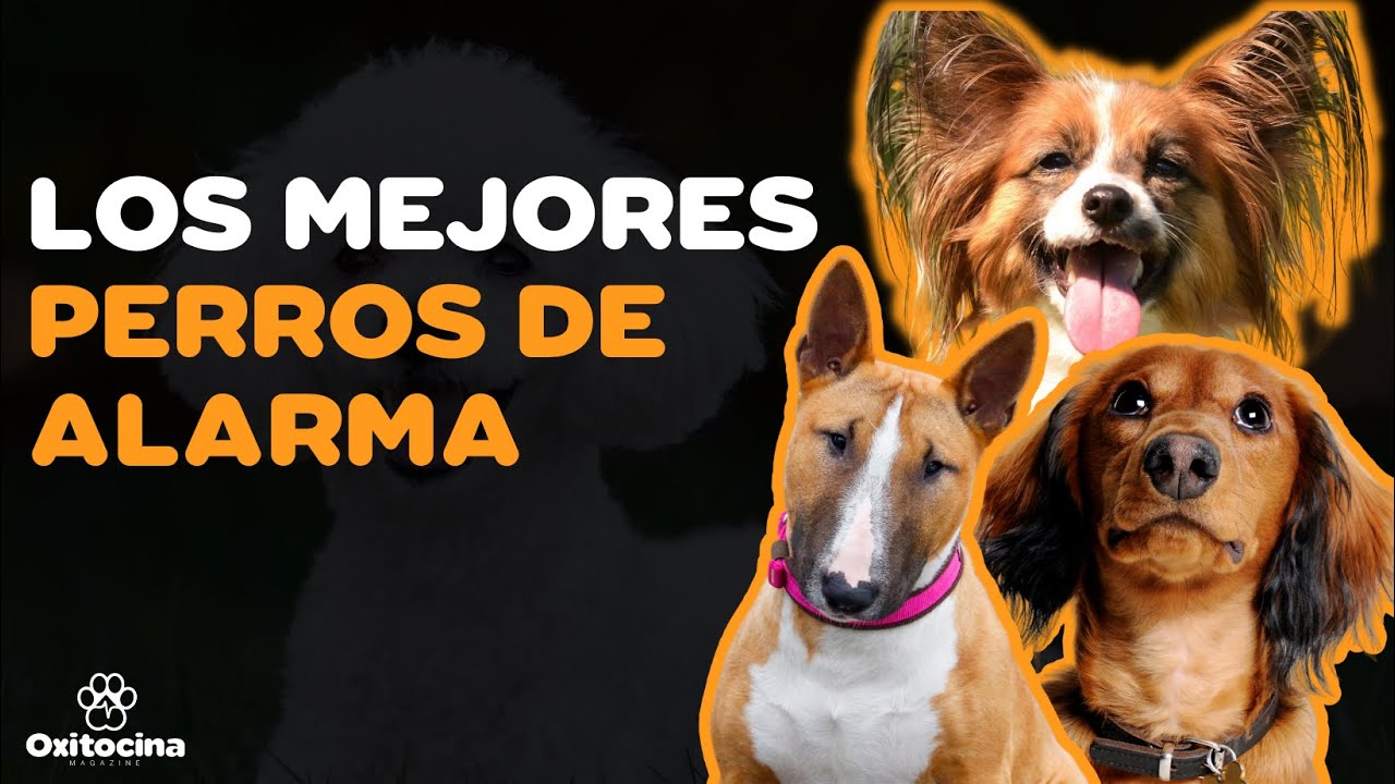 Top de 12 de los mejores perros de alarma - YouTube