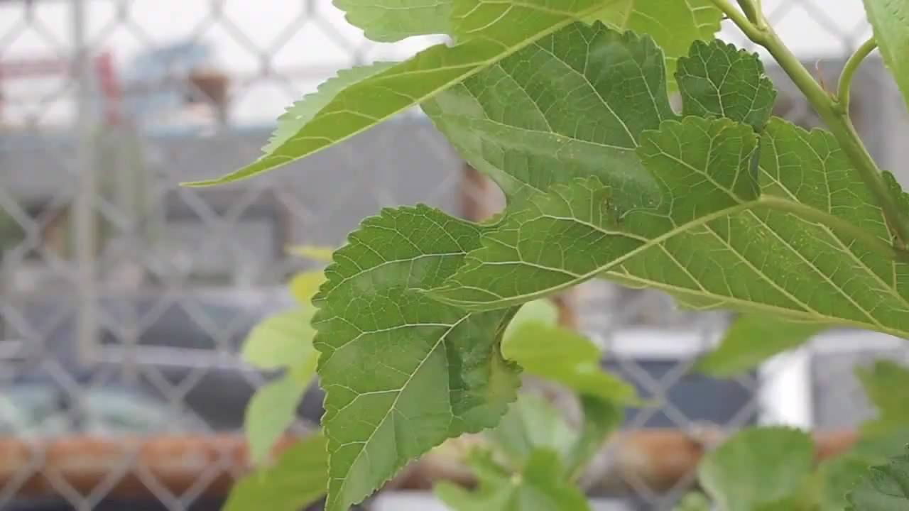 Olympus E-P1 720p continuous focus video test