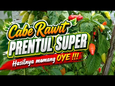 Ini Dia Cabe Rawit PRENTUL SUPER yang Sejati dari PT Benih Unggul ...