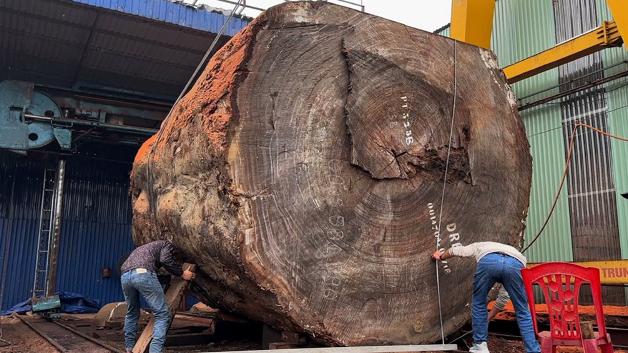 The Largest Wood Project On the Planet // The Last Remaining Tree After ...