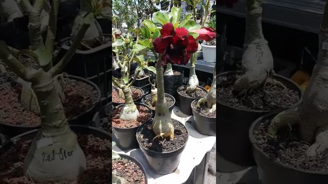Adenium Black Dragon - YouTube
