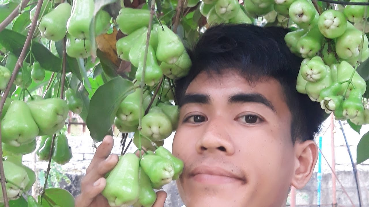 Green TAMBIS/ Watery Rose Apple season.Tropical Fruit. - YouTube