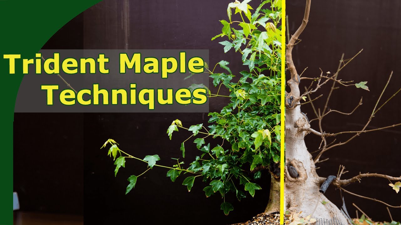 Maple Techniques: How to develop Branches and Close Wounds. One year ...