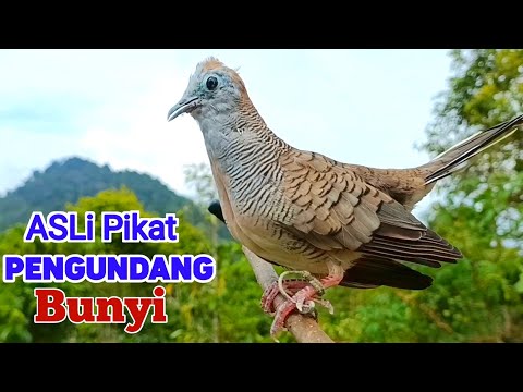 Perkutut Lokal Gacor Suara Besar Pancingan Perkutut Agar Cepat Bunyi