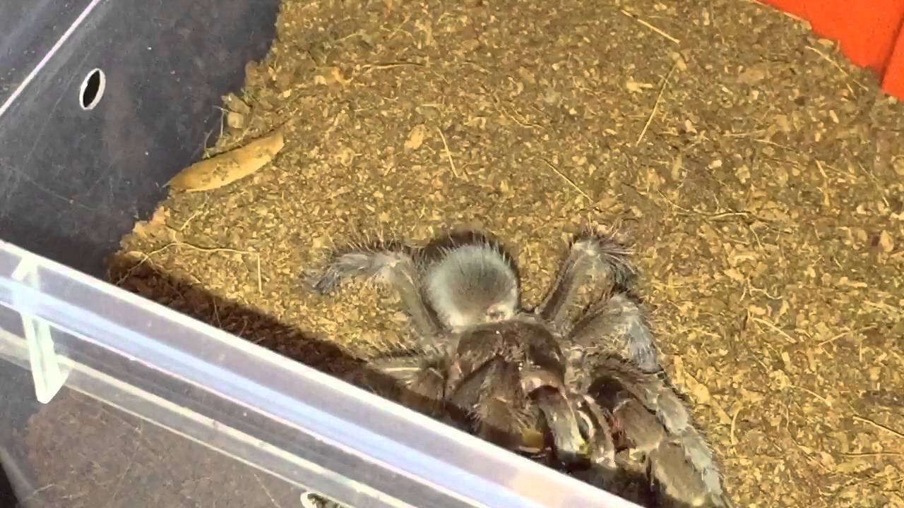 🕷 Tarantula Feeding 🕷 - YouTube