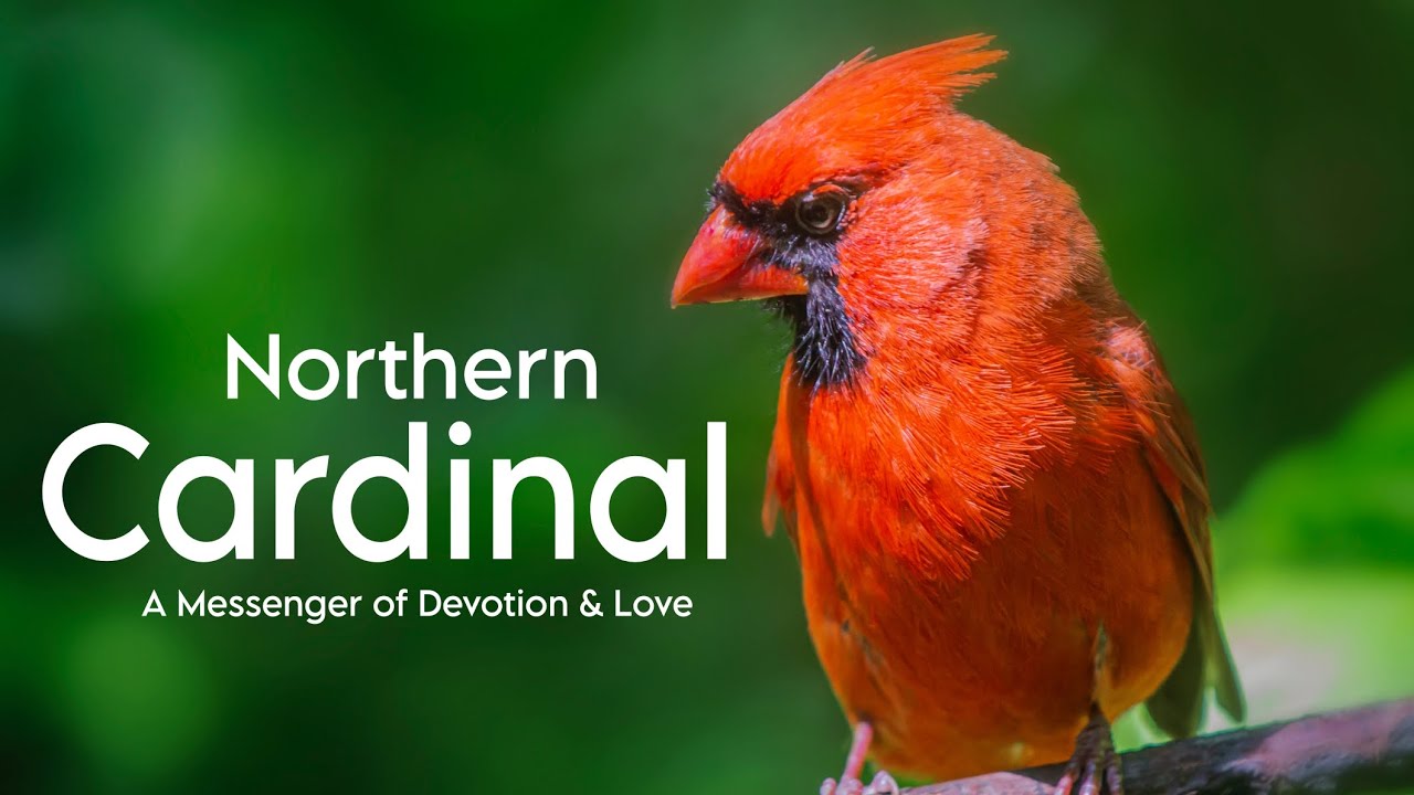 Northern Cardinal - A Messenger of Devotion & Love - YouTube