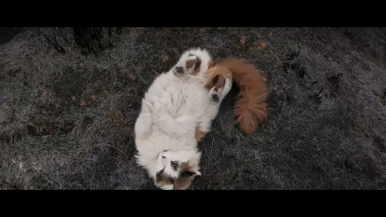 cat | royalty free video | copyright free video | free stock video ...