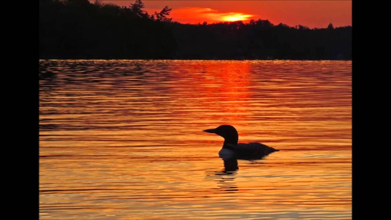 Loons - YouTube