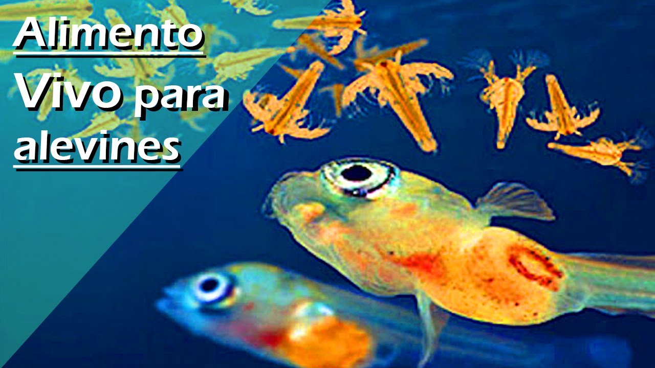 90🦠.- Como Crear INFUSORIOS - Alimento VIVO para ALEVINES ( Platano ...