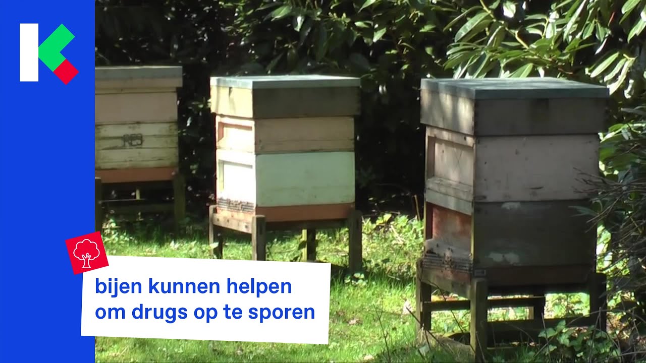deze bijen snuiven aan drugs in plaats van bloemen - YouTube