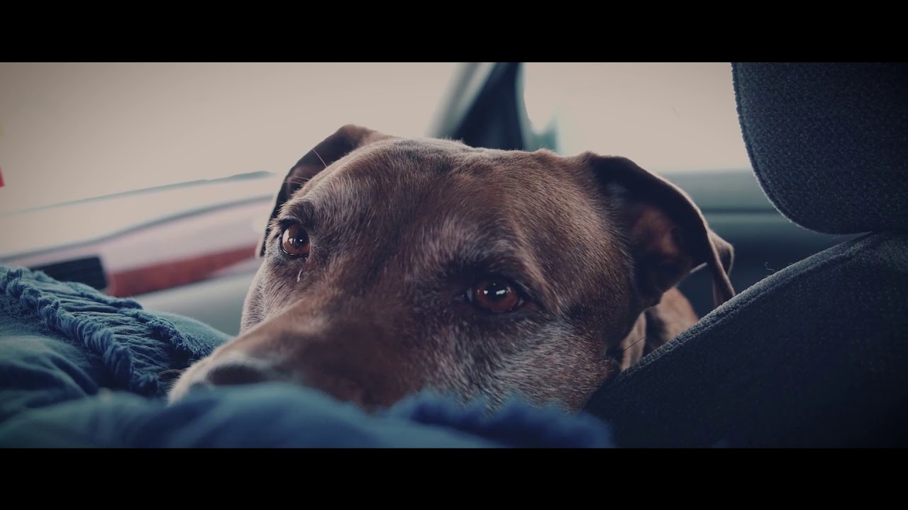 JAWS (Official Trailer) - YouTube