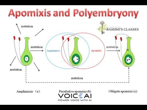 Apomixis and Polyembryony In Flowering Plant #class12biology #ncert # ...