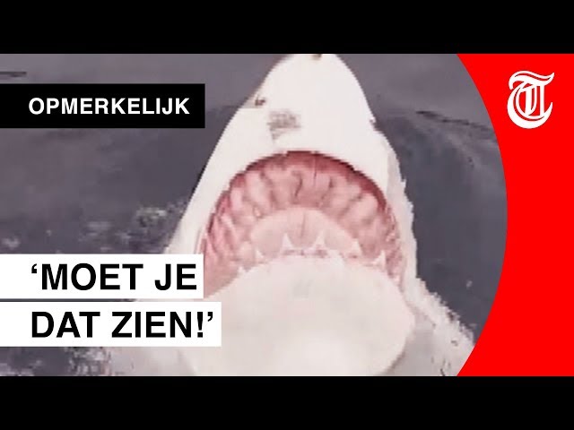 Grote Witte Haai Sculptuur Beeld Van Een Zwemmen Wit Haai, Roofdier