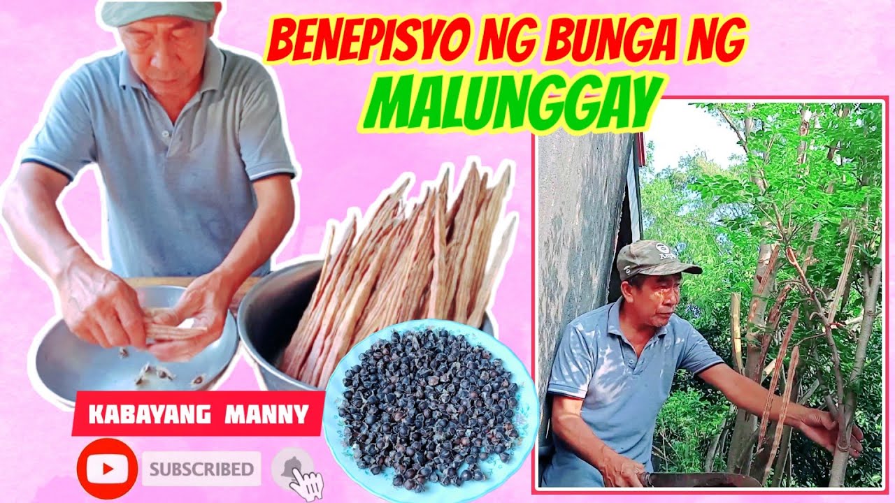 Benepisyo ng bunga ng Malunggay - YouTube