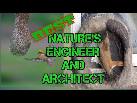 ANIMALS ARE ALSO ONE OF THE BEST NATURES ENGINEER AND ARCHITECT - YouTube
