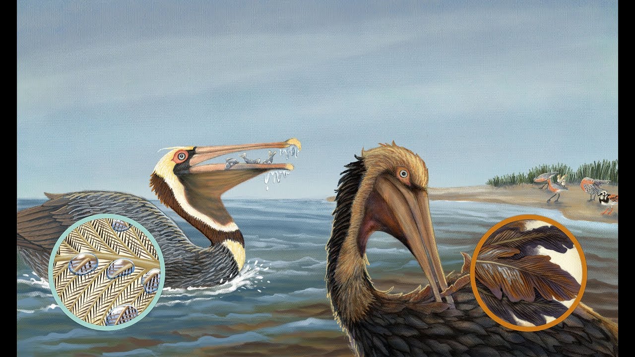 Illustration for children's book, "River Rescue" - YouTube