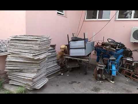 Görev Köpekleri Stresle Başa Çıkma Egzersizleri