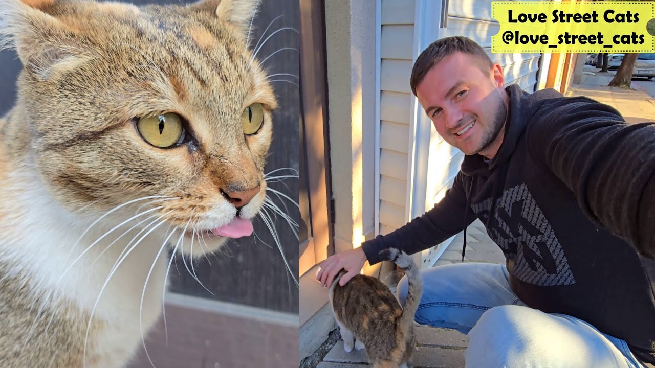 The Cat That Dances and Meows Loudly When He Sees Me | Love Street Cats ...