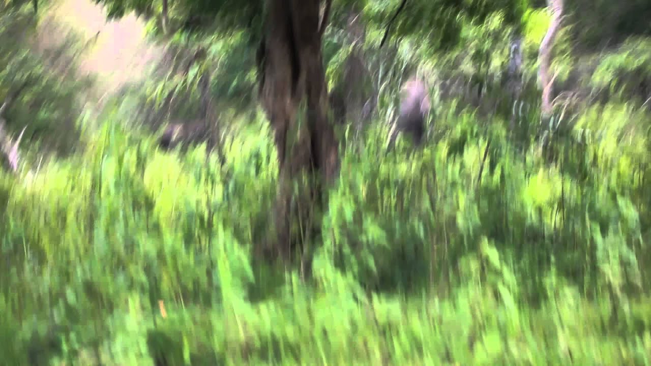 Indian Wildlife- Elephant running into bushes - YouTube