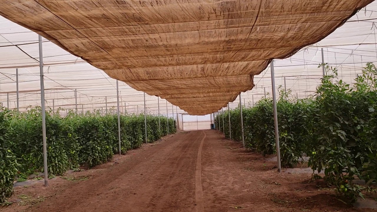 @VIRUS DE TOMATE, TMV, 2021, Mosaico de Tabaco, #Tomato mosaic virus ...