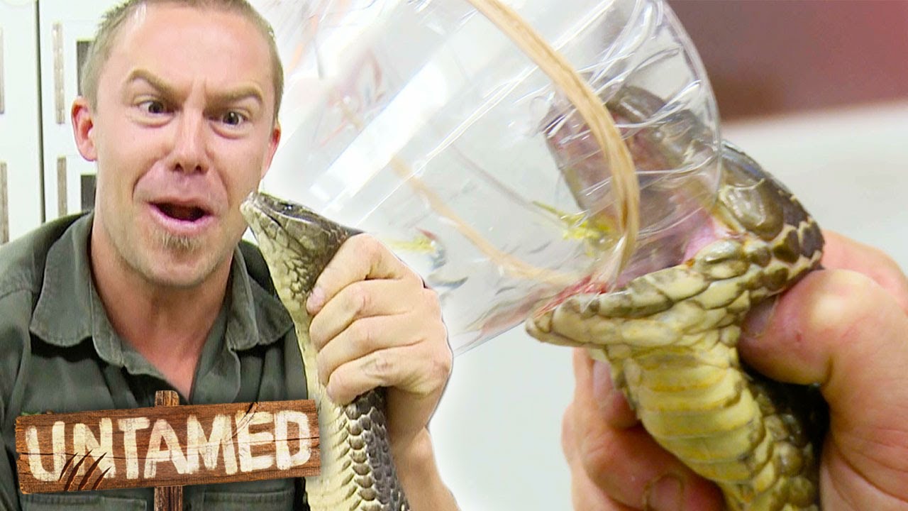 Milking Australia's Largest Snake 😱 Untamed Clips | Untamed - YouTube