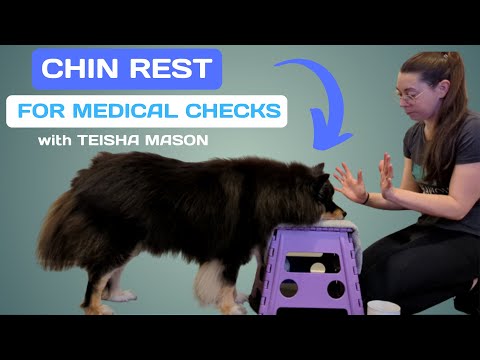 Teach a Chin Rest for Dog Medical Behaviours - YouTube