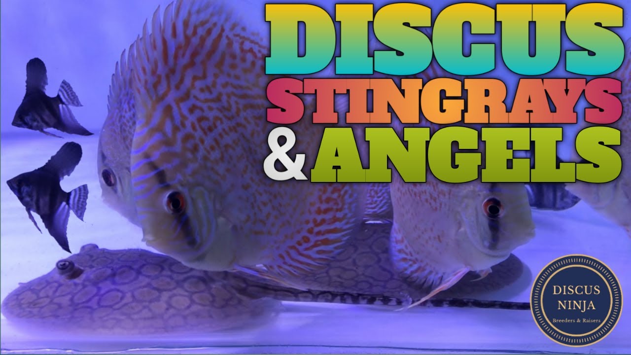DISCUS, STINGRAYS & ANGELS | डिस्कस, स्टिंग्रेस और एंजेल्स | DISCUS ...