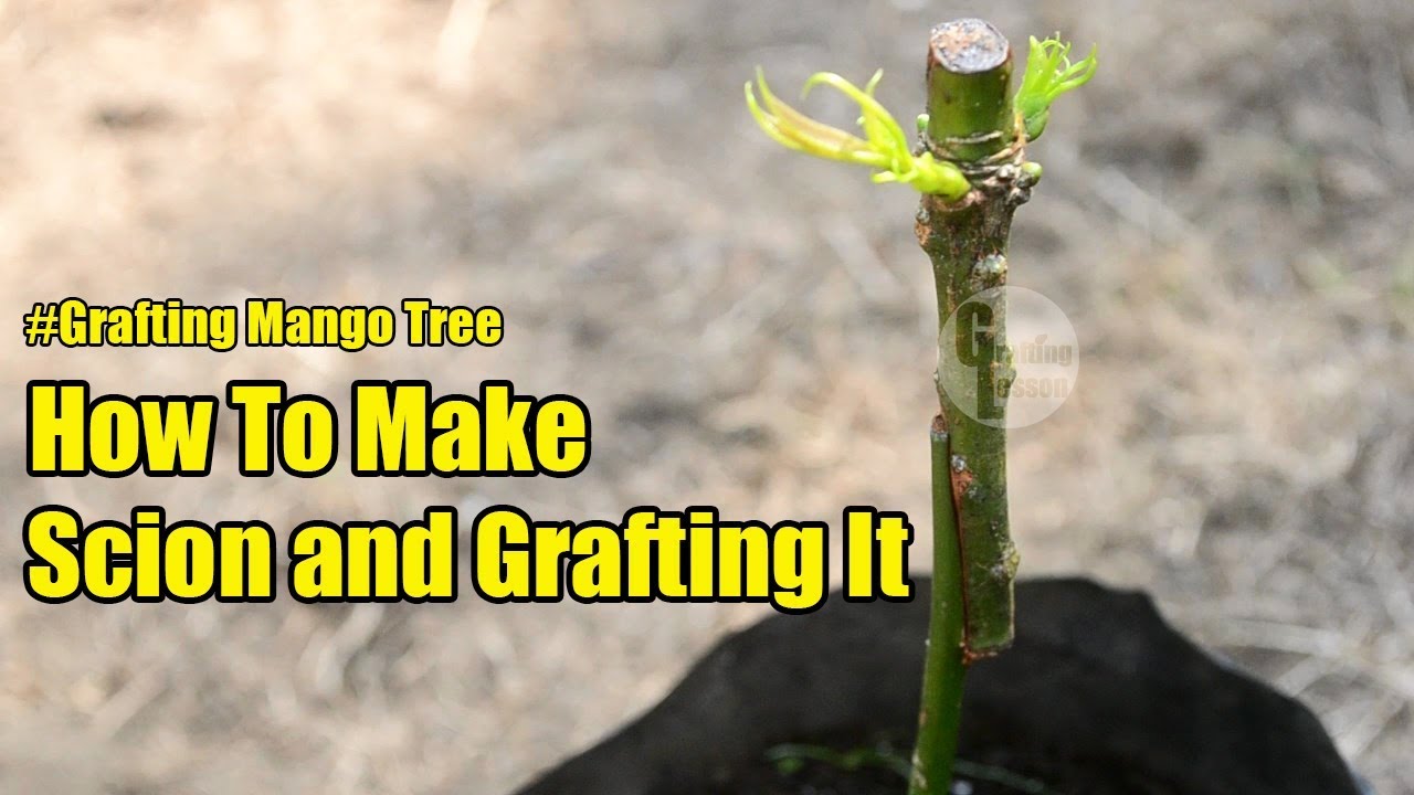 How To Make Perfect Scion and Grafting Mango Tree - YouTube