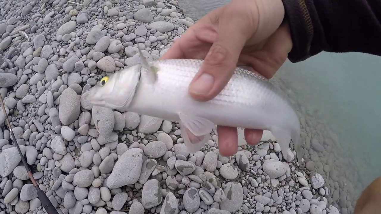 HOW TO CATCH YELLOW EYE MULLET ON A SABIKI RIG - YouTube
