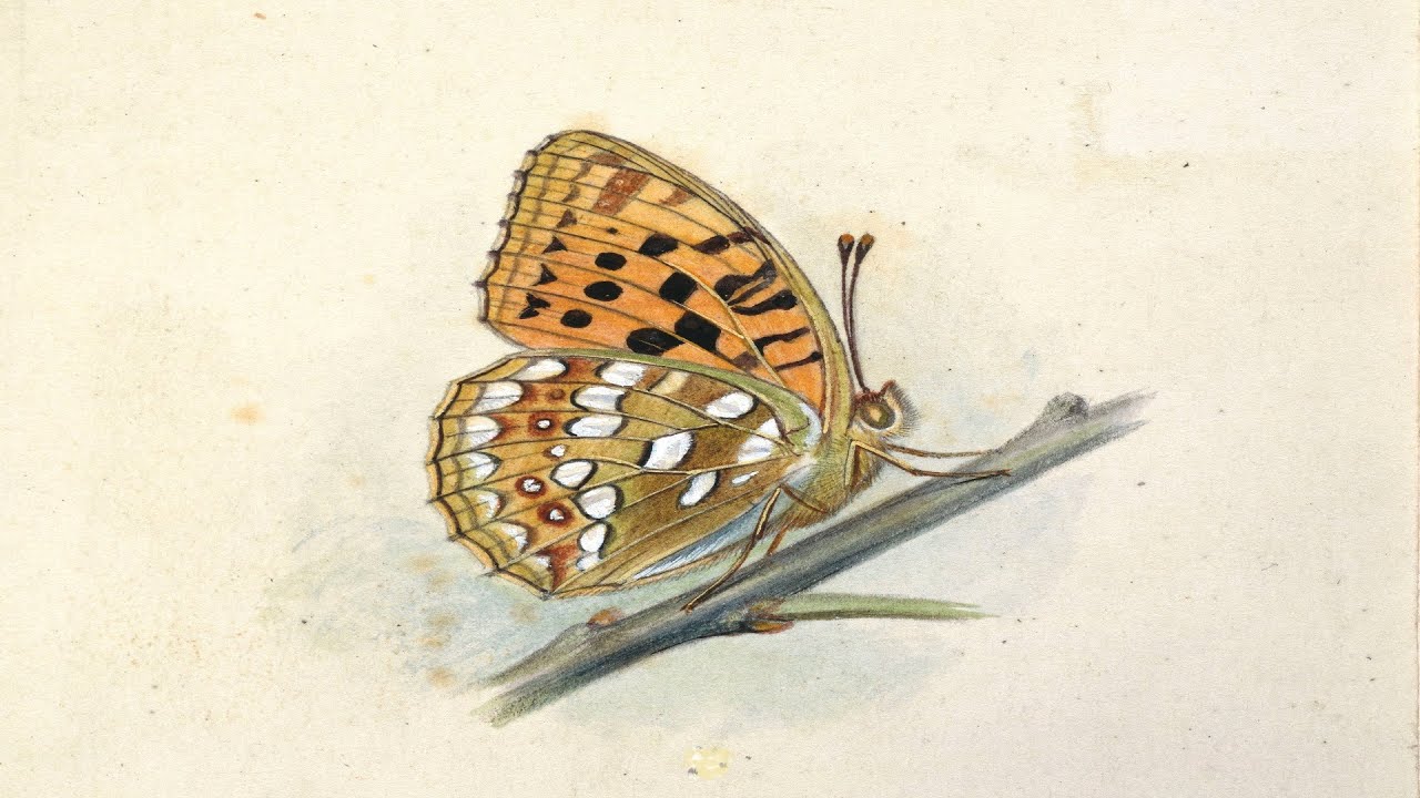 Owl Butterfly and the Natural Selection in evolution. - YouTube